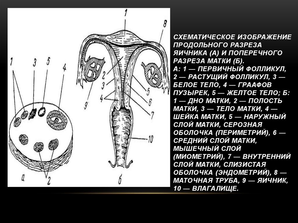 Матка рисунок анатомия (47 фото) скачать бесплатно