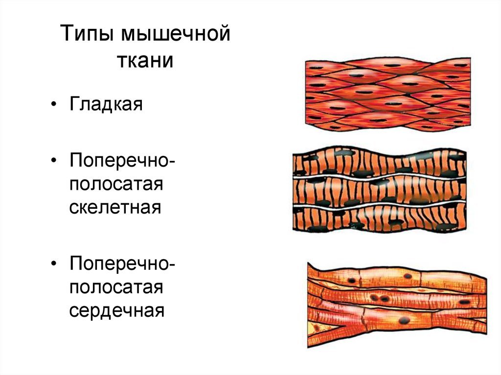 Сердечная мышца рисунок (47 фото) скачать бесплатно