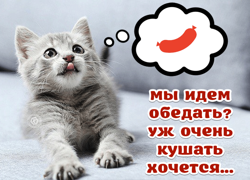 Гифка мы идём обедать? Уж очень кушать хочется… скачать бесплатно