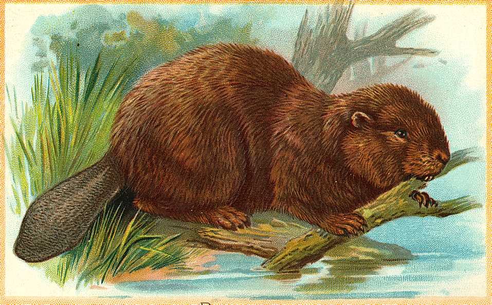 Бобер рисунок красивый (68 фото) скачать бесплатно