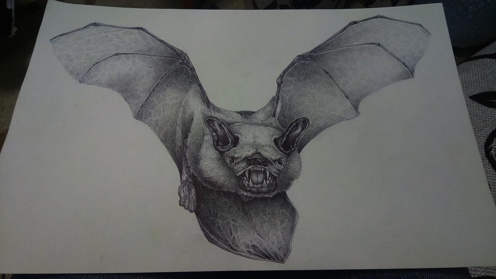 Летучая мышь рисунок ручкой (45 фото) скачать бесплатно
