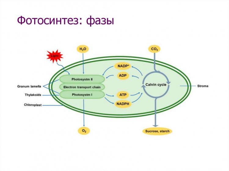 Фотосинтез рисунок егэ (50 фото) скачать бесплатно