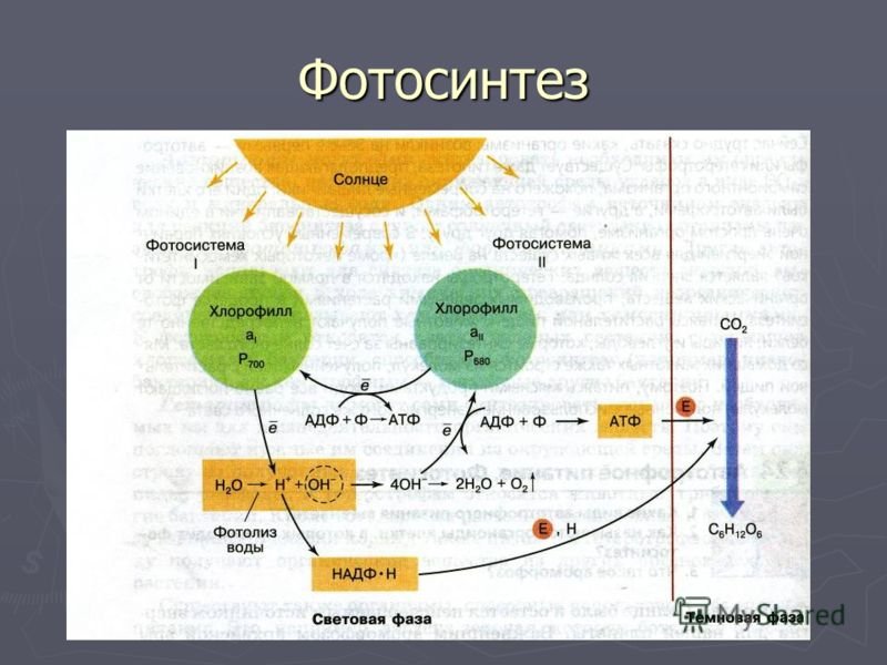 Фотосинтез рисунок егэ (50 фото) скачать бесплатно