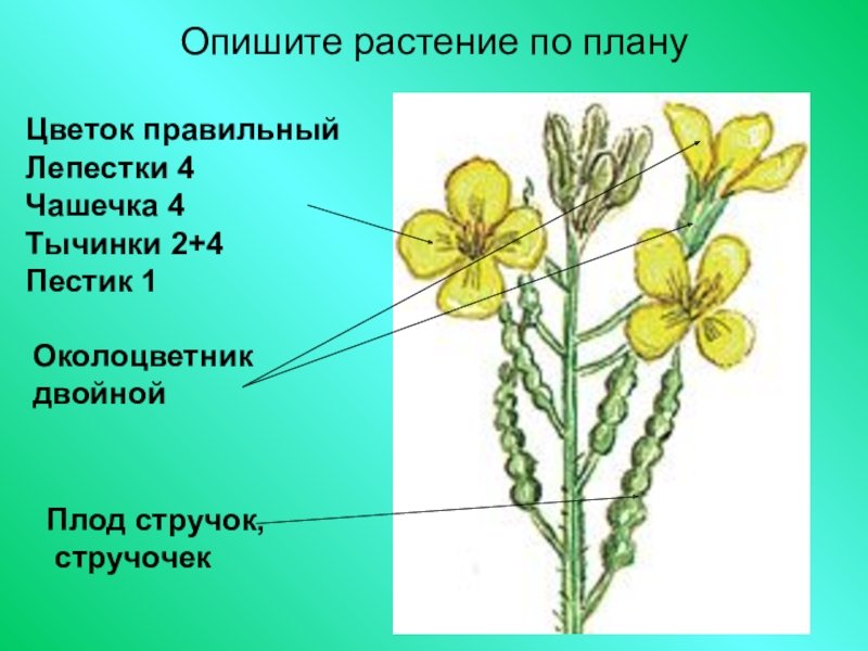 Редька дикая рисунок (48 фото) скачать бесплатно