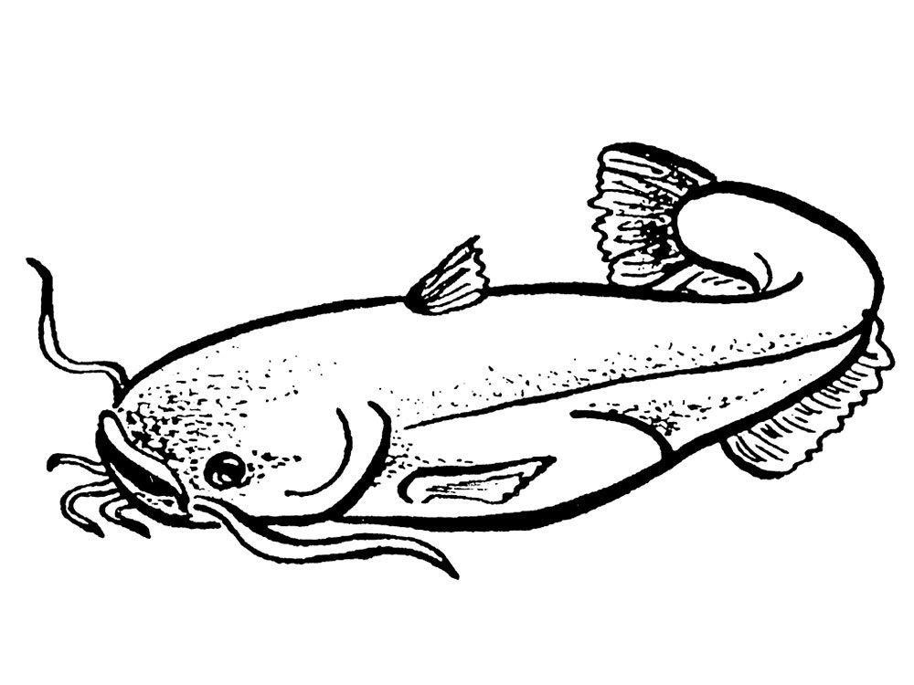 Сом рыба рисунок (45 фото) скачать бесплатно