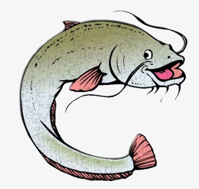 Сом рыба рисунок (45 фото) скачать бесплатно