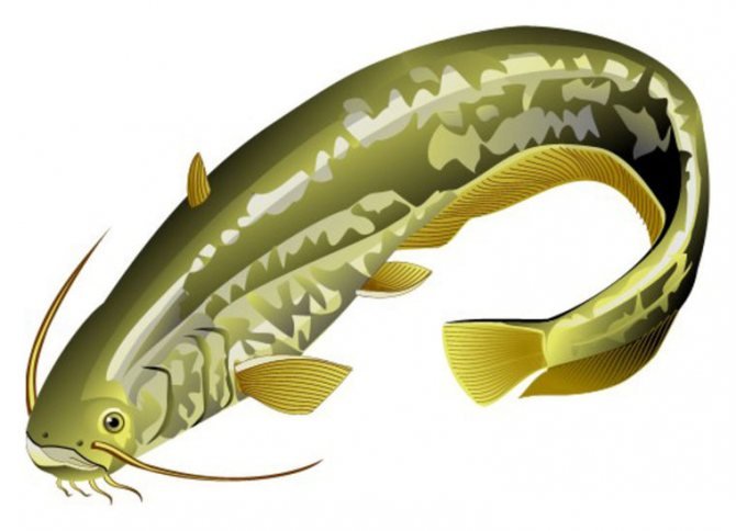 Сом рыба рисунок (45 фото) скачать бесплатно