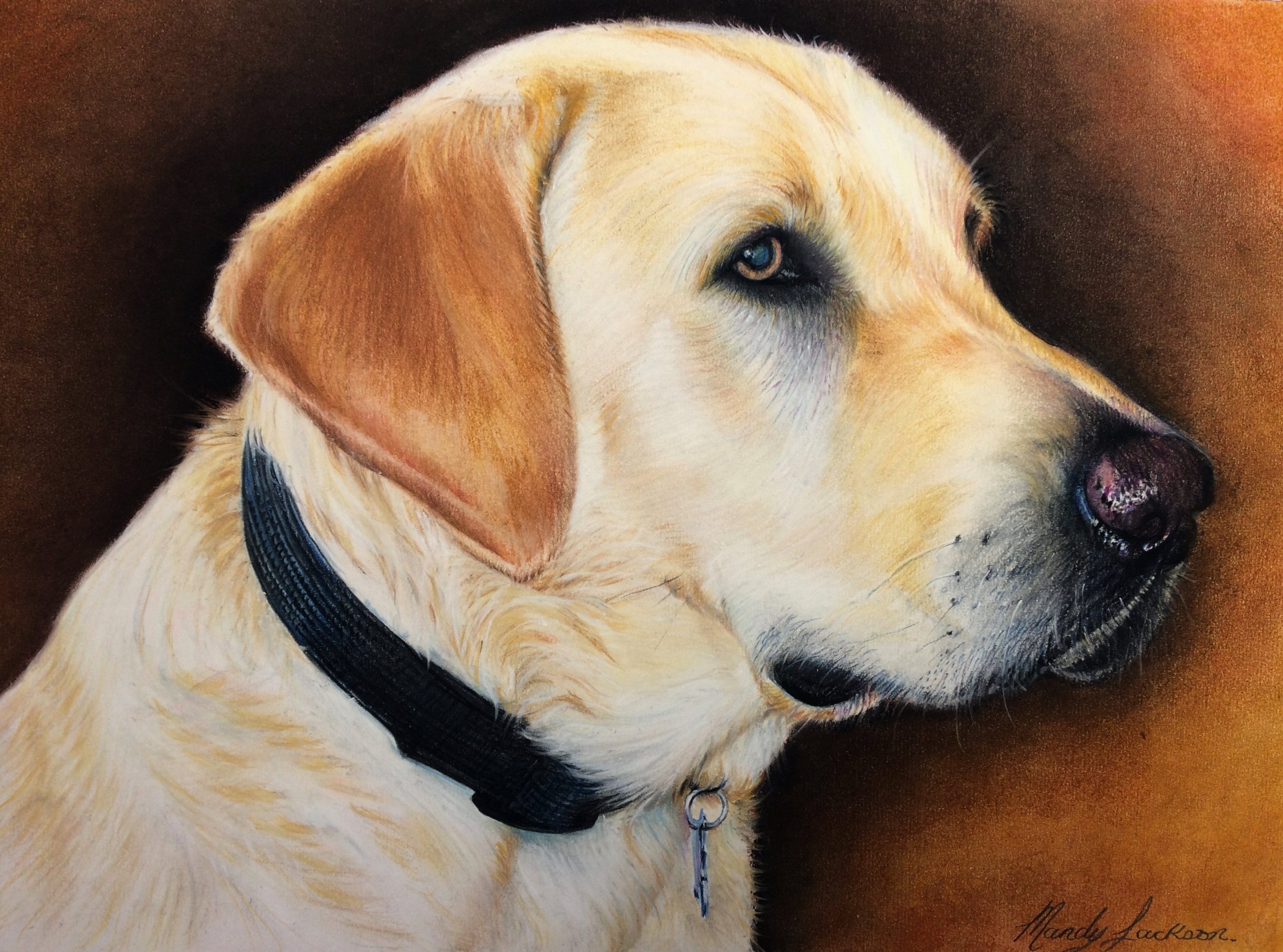 Лабрадор рисунок (48 фото) скачать бесплатно